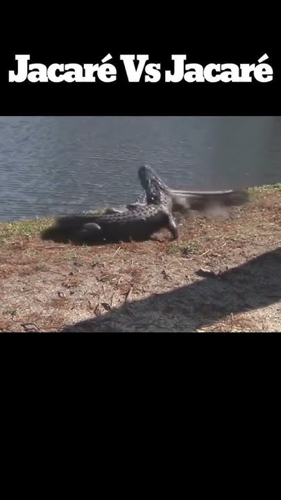 JACARÉ VS JACARÉ #animaisselvagens #animais #vidaselvagem #animallife # ...