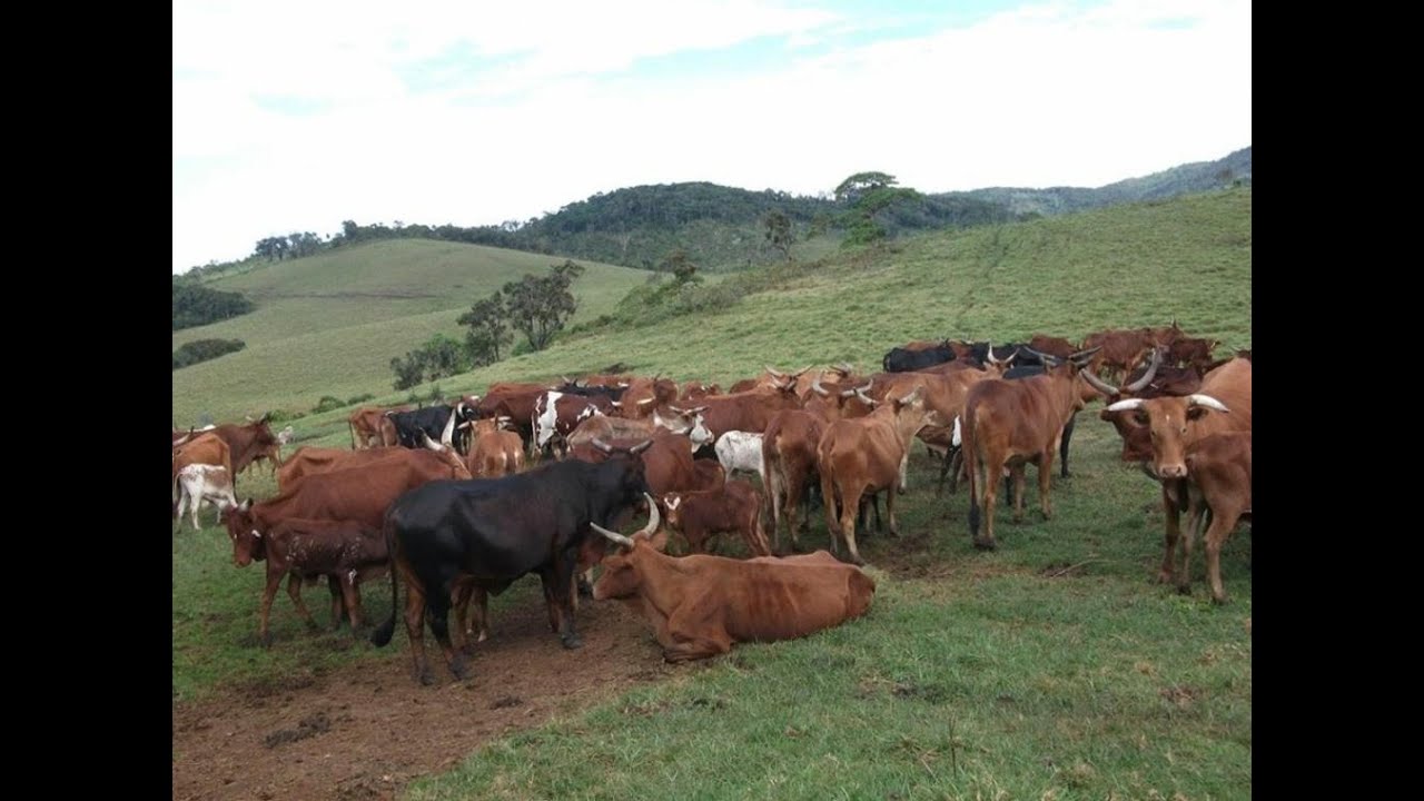 Mpuruyaha y’umwana uvuye Imuhira / inzira iracari ndende yo kumenya ...