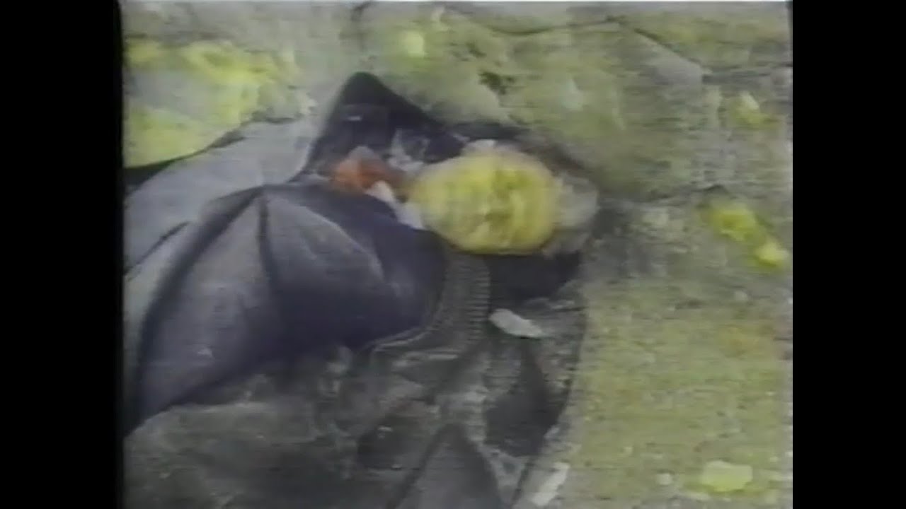 Death Of Nicolae Ceaușescu - YouTube