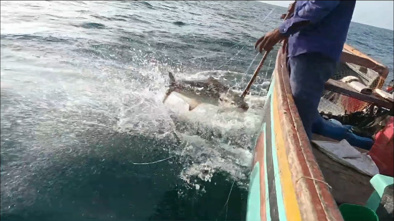 Haw To Cobia fishing trips amazing deep sea fishing videos sea fishing ...