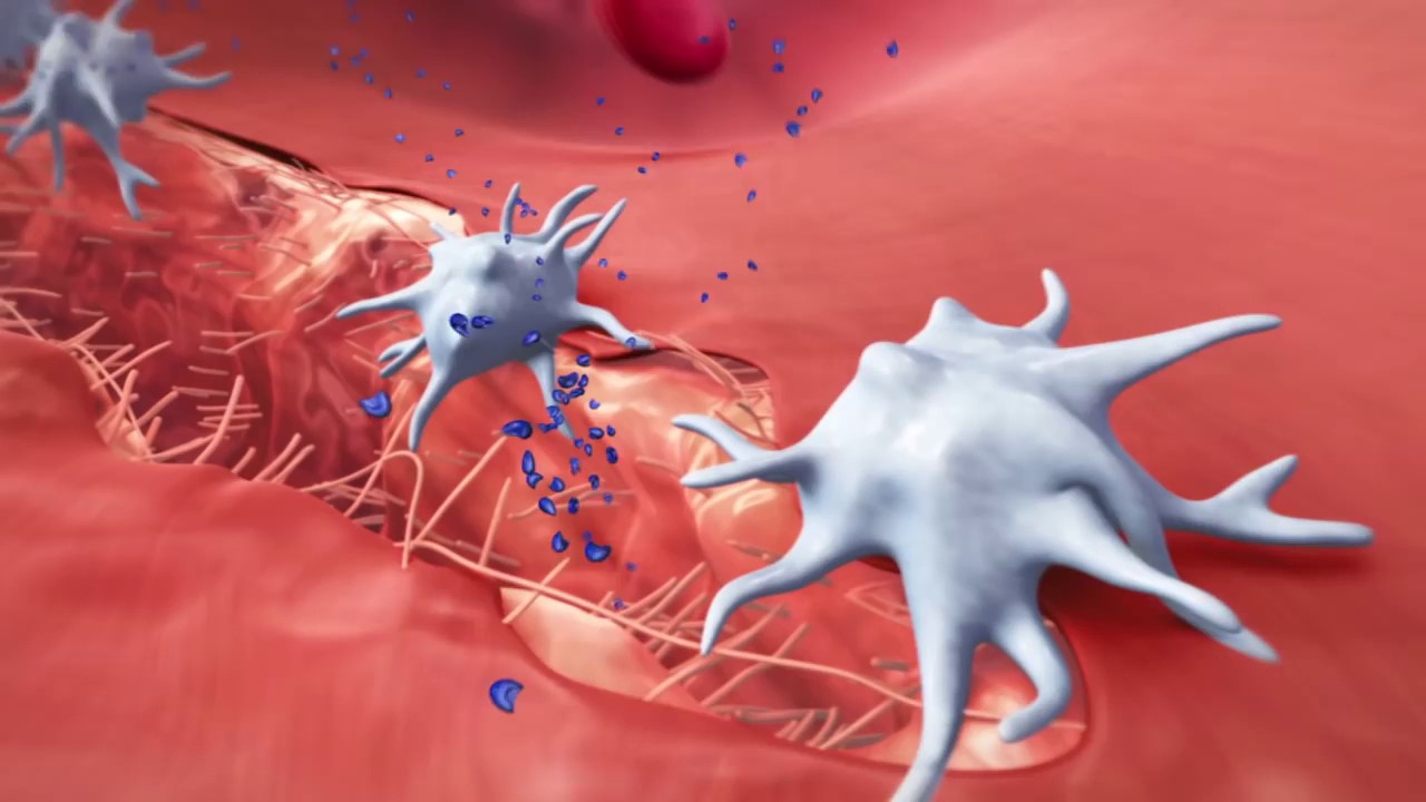 Coagulation Cascade Animation Physiology of Hemostasis YouTube - YouTube