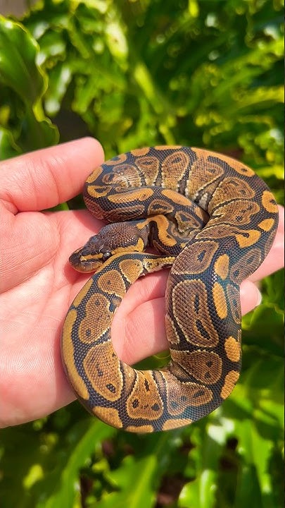 Red Stripe ball python #ballpythonmorph #reptile #ballpython #snake # ...