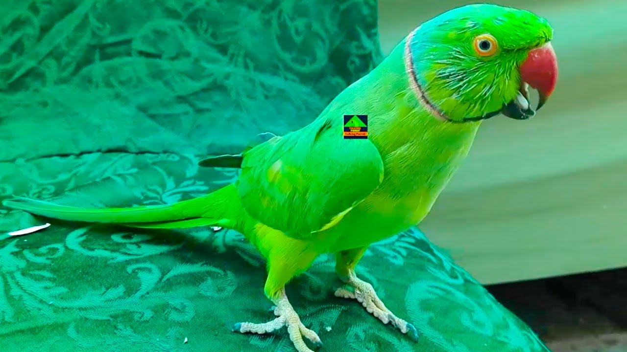 Green Parrot Talking On Chair || Ringneck Parrot Having Fun On Chair ...
