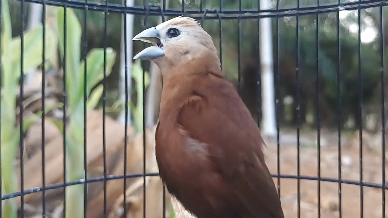 masteran dan pancingan burung pipit emprit peking bondol kaji biar ...