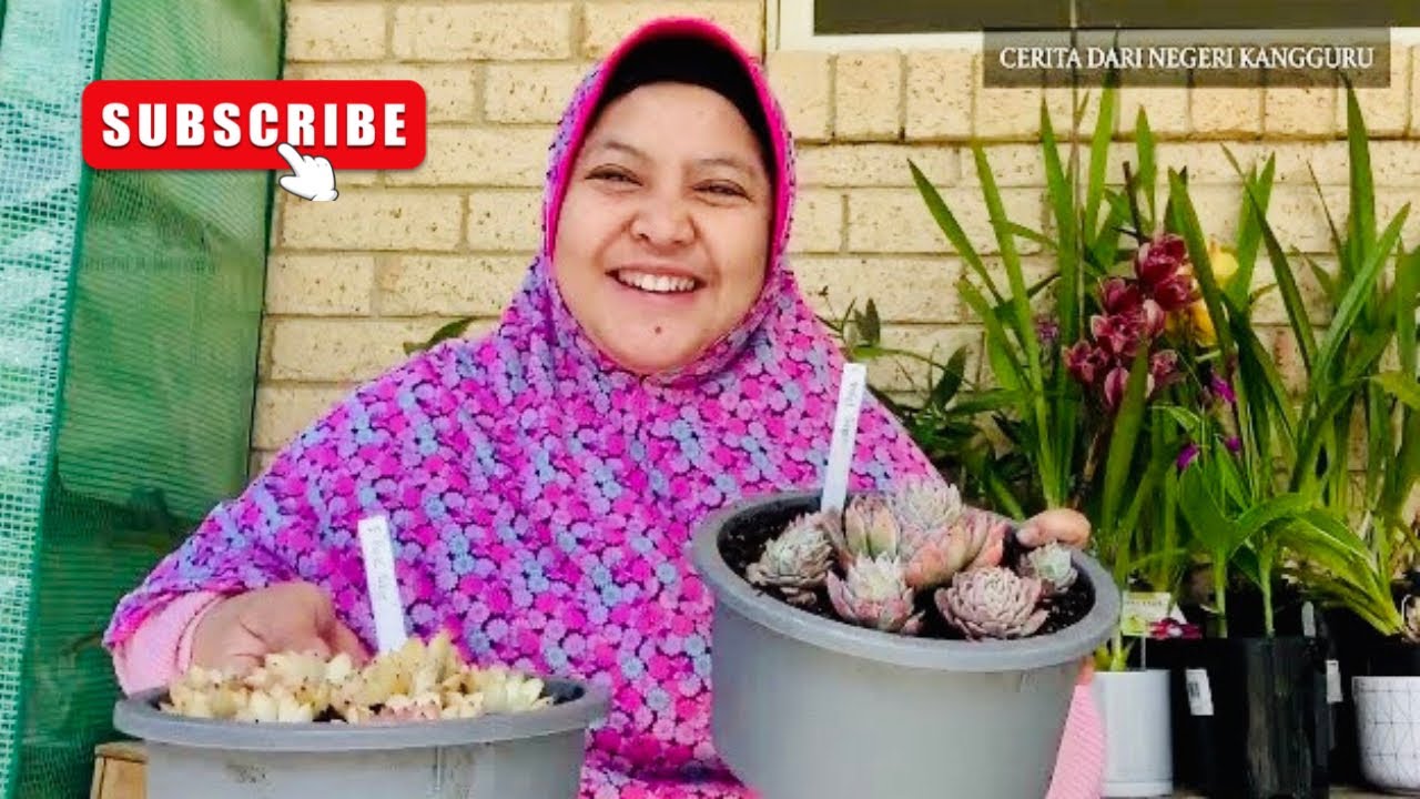 Memisahkan Kelompok/Kluster Sukulen - YouTube