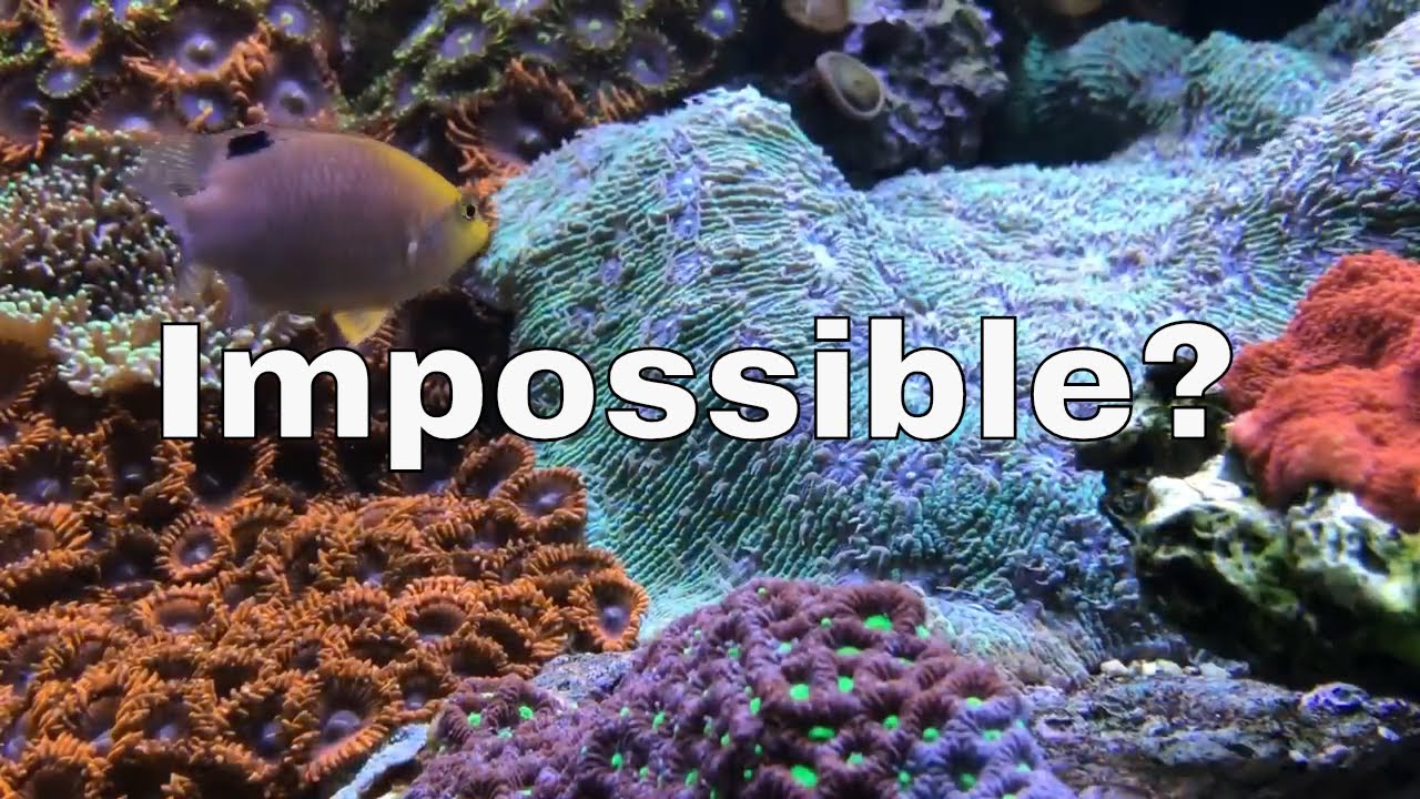 How to set up a Saltwater tank for FREE! - YouTube