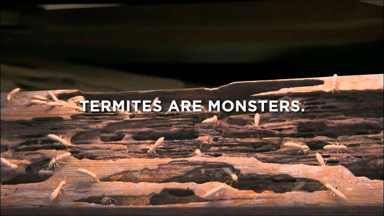 Terminix 2012 / TVC 'Eggs' - YouTube
