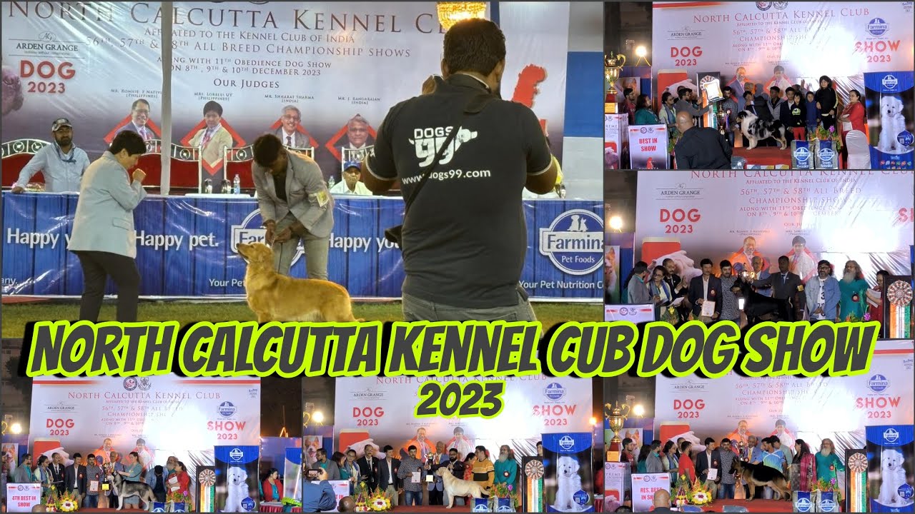 North calcutta kennel club dog show | kolkata dog show 2023 | kci ...