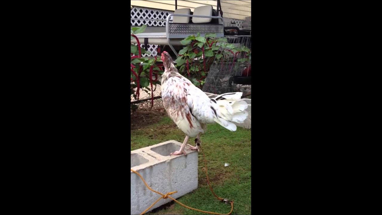Cuban blue hennie - YouTube