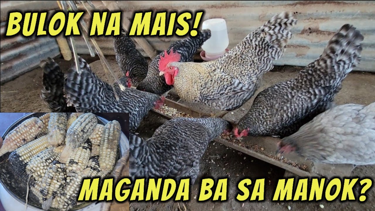 Maganda ba ang bulok na mais ipakain? - YouTube