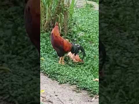 Horozla ilişki istemeyen tavuk ölü taklidi yaparsa :)