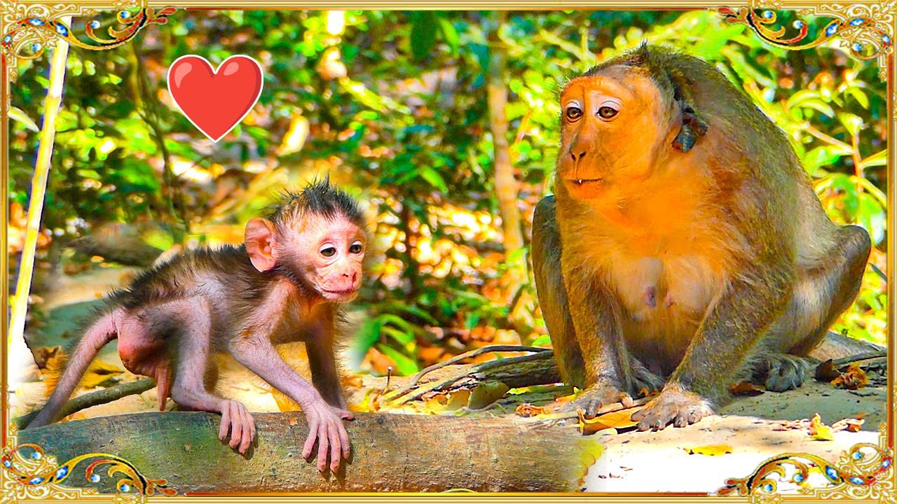 Wow..!! Awesomely action young mother Jinx inspires her baby Jester to ...