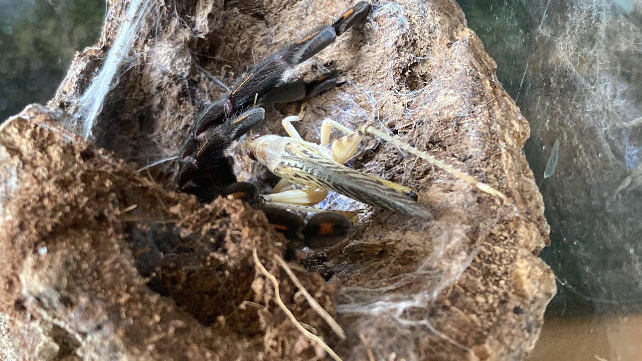 Feeding My Adult Tarantulas With Large Winged Locust - YouTube