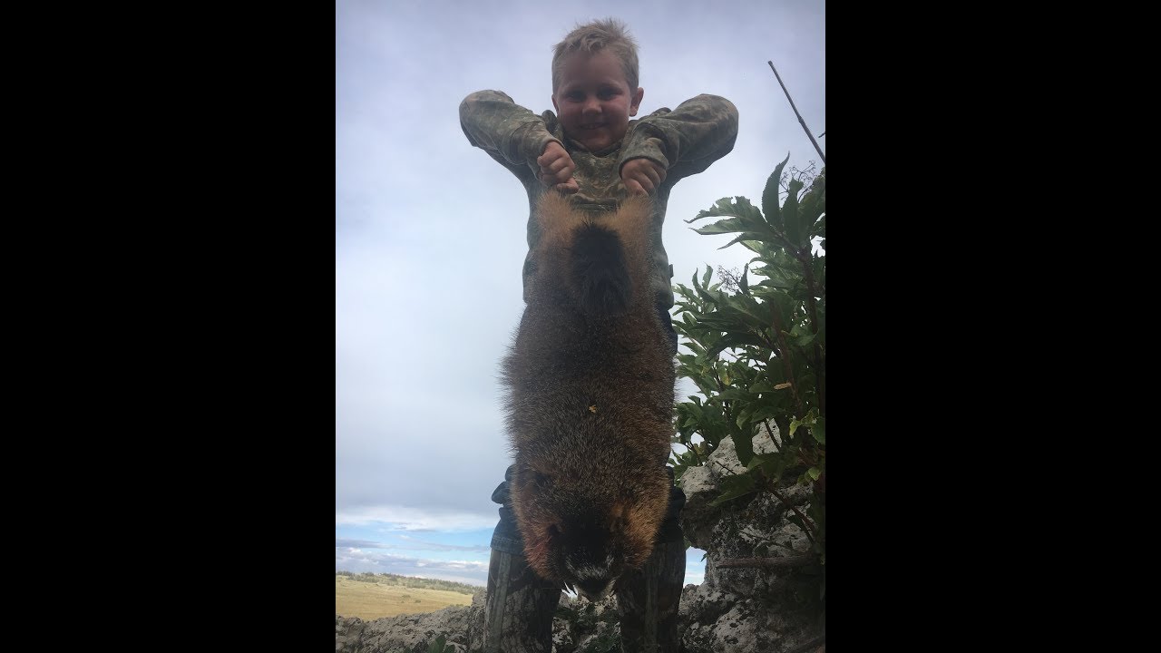Rock Chuck Hunting - YouTube