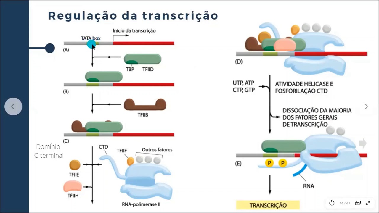 Aula 04 Controle Da Expressão Gênica Parte 1 Youtube