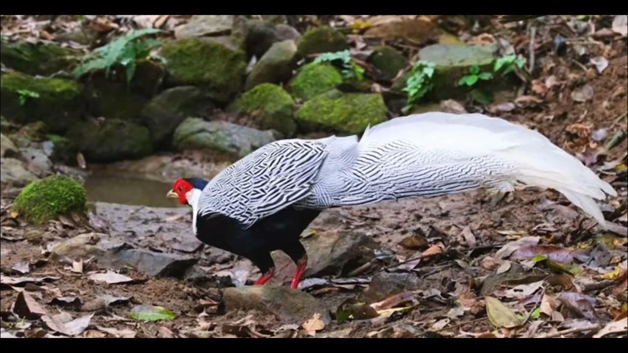 새 공유 눈으로보는새#아름다운꽃https://www.youtube.com/@%EB%82%98%EC%97%B0%EC%8B%9D ...