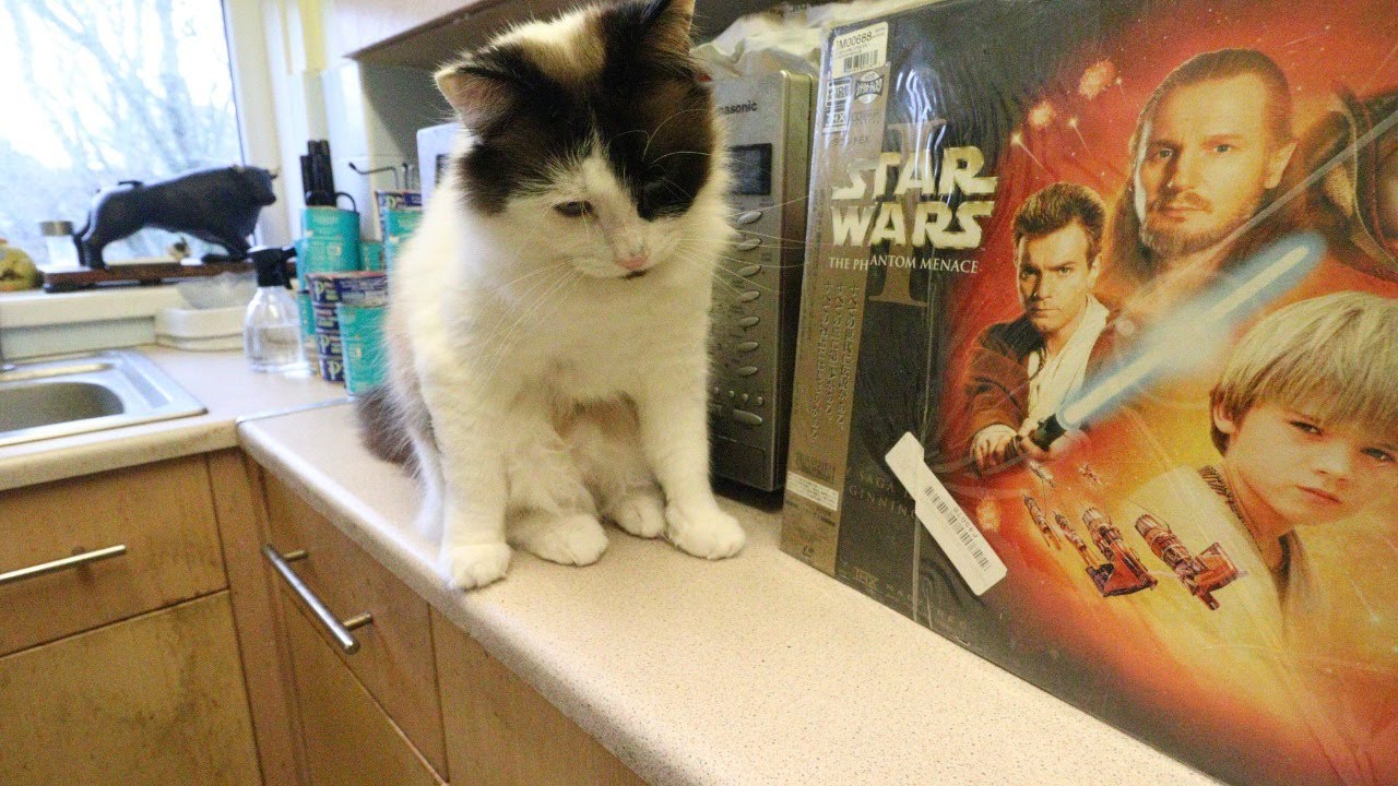 ultimate home cinema THX with cats Bear and major ranting ideas ? atmos ...