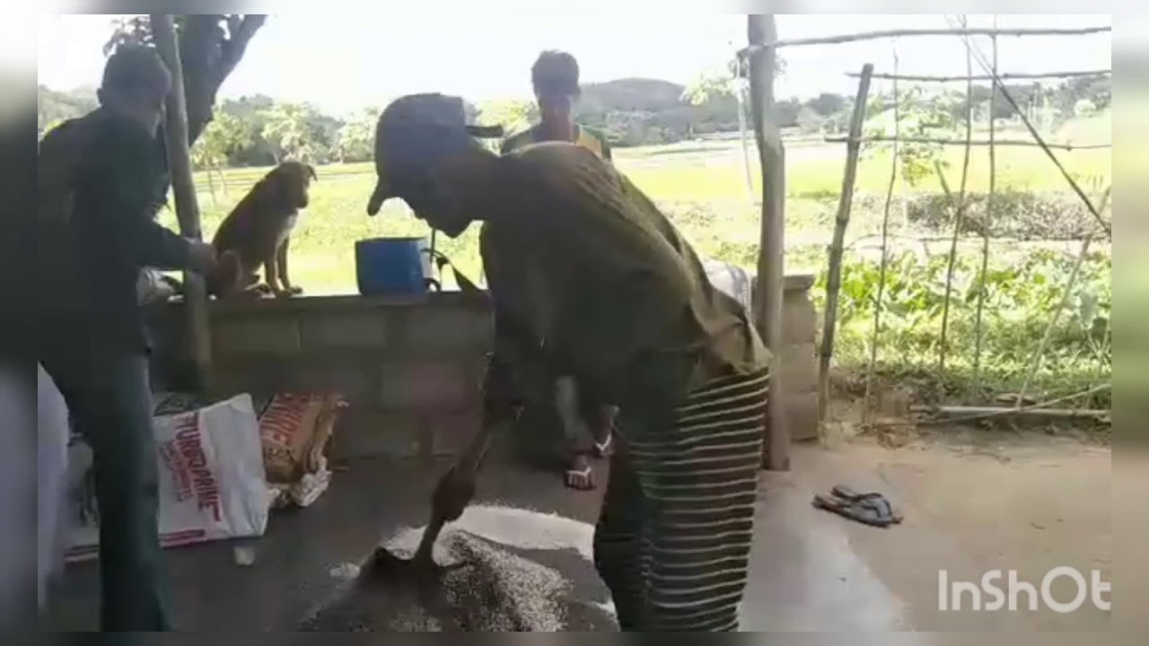 paano magtimpla ng pataba para sa palay - YouTube