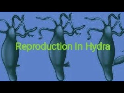 Reproduction In Hydra - YouTube