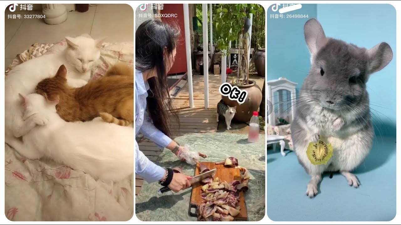 Cute Animals Funny - Funny Animals - Tik Tok Animals - YouTube