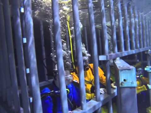 Birthday Shark Dive at Point Defiance Zoo - YouTube