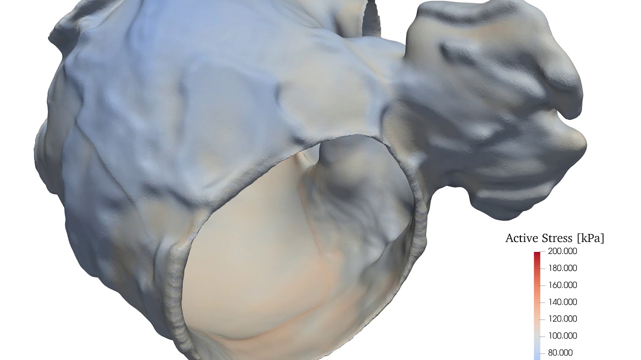 Electromechanical finite element model of the left atrium - YouTube
