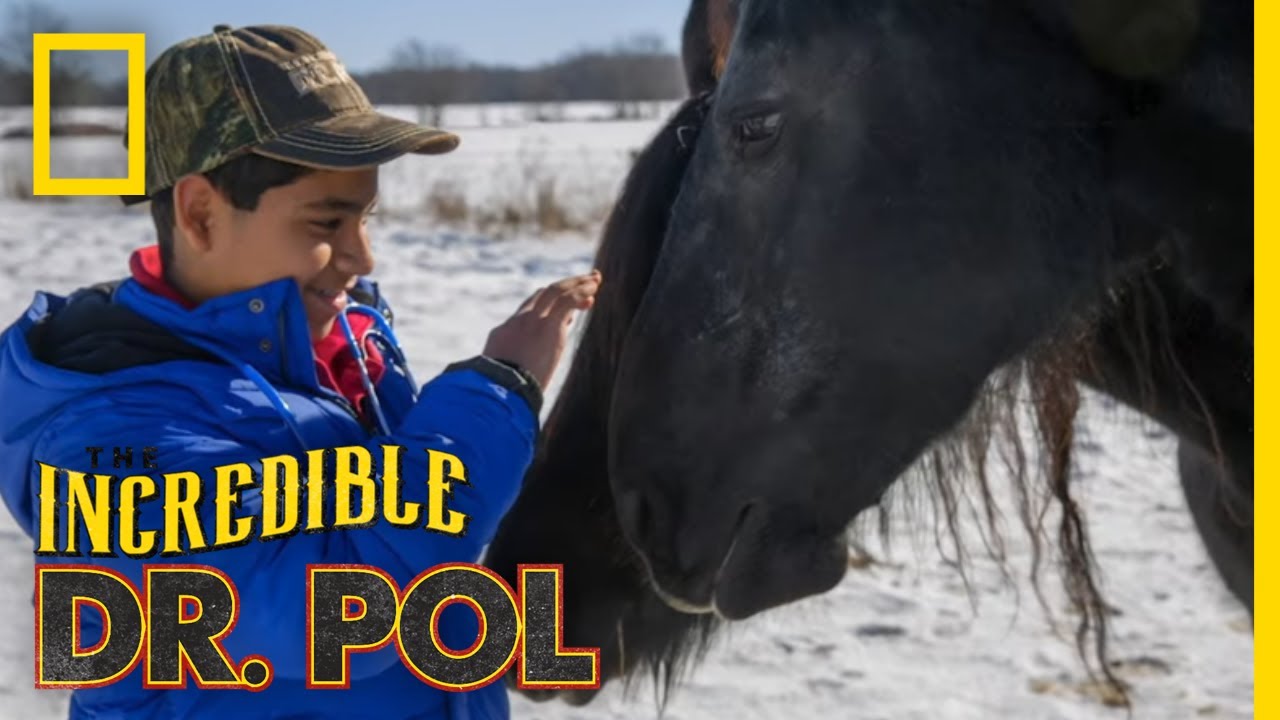 Pol of Fame | Incredible Tales from Dr. Pol | Nat Geo WILD - YouTube