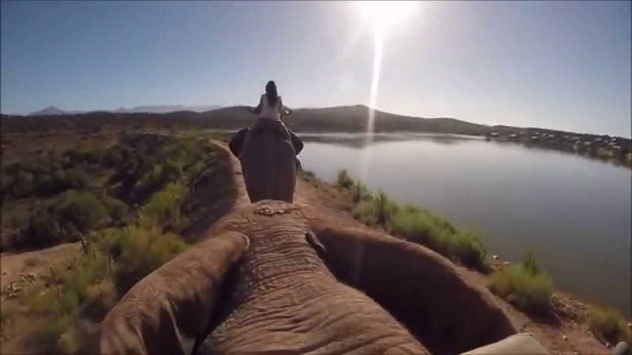 Enjoy the ride on an African elephant - YouTube