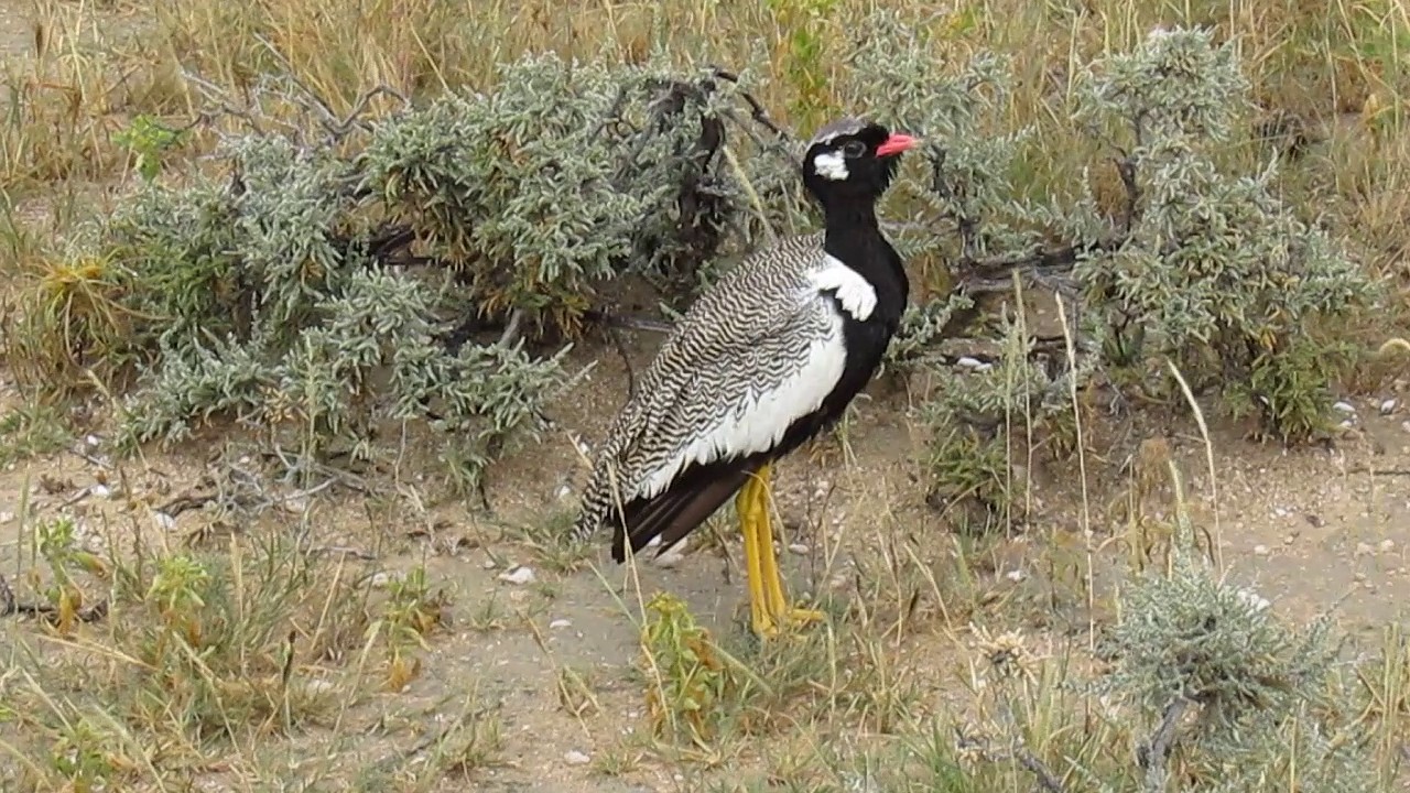 African bird mating call - YouTube
