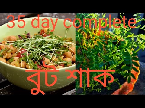How To Grow Chickpea Tree At Home /boot sag/ছোলা শাক/chola sag/chana ...