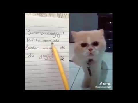 Tik Tok Komik Videolar ! Gülmek Garanti 😆