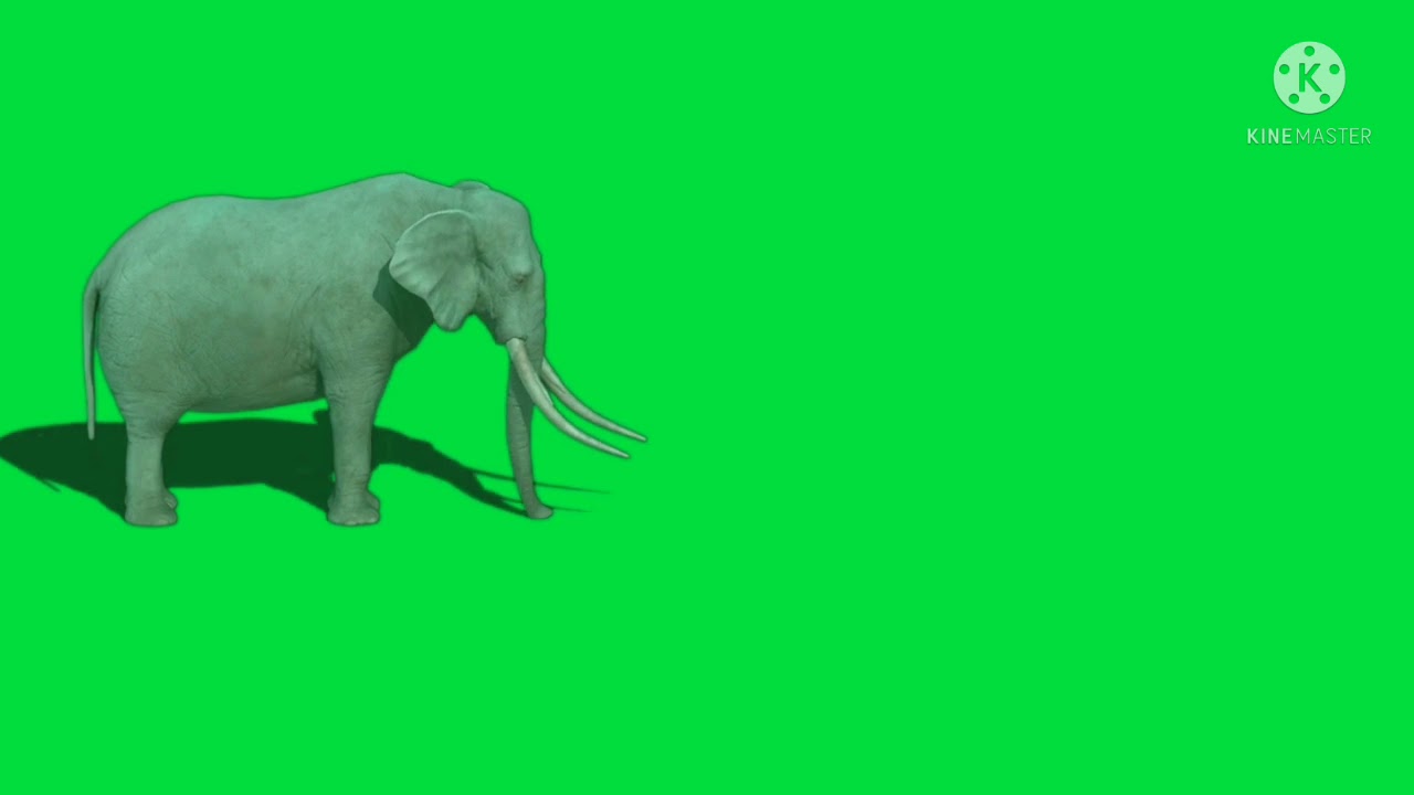 green screen elephant video- | green screen elephant walking | elephant ...