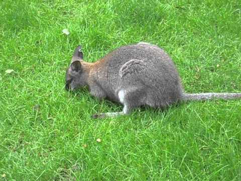 Grasendes Mini Känguru - YouTube