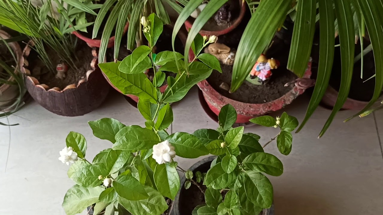 Care of mogra/jasmine 🌱& How to get maximum flowers on mogra, baili, # ...