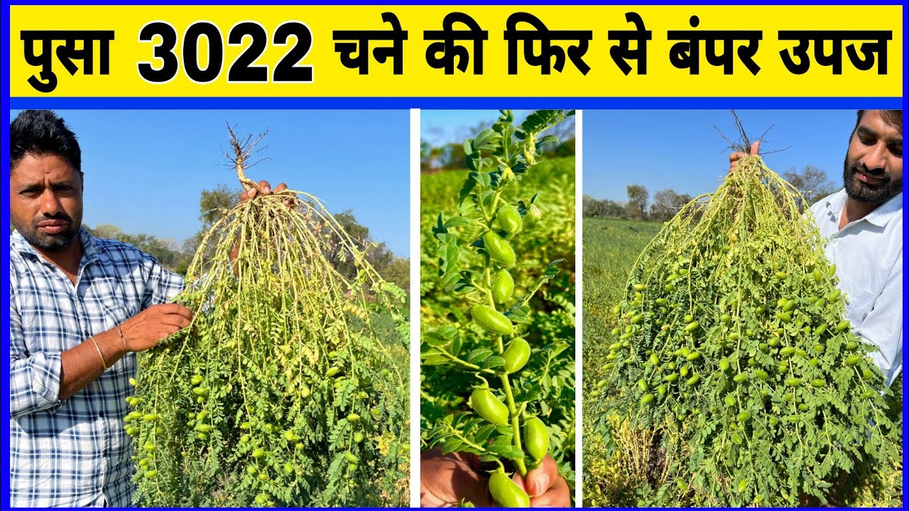 पुसा 3022 काबुली चना की फिर से बम्पर उपज | Dollar Chana Ki Kheti ...