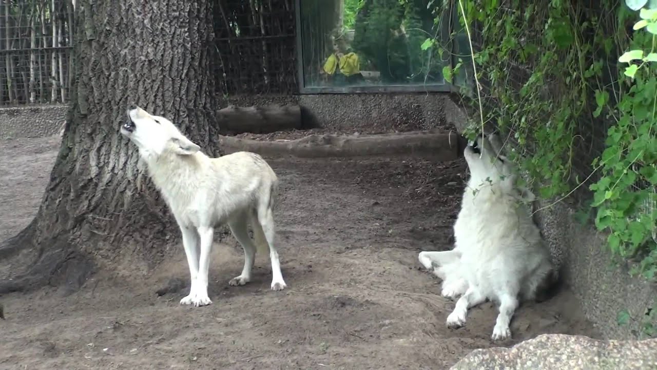 Singing Wolves at the Berlin Zoo - YouTube