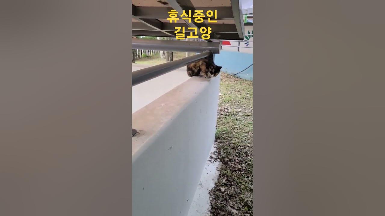 아파트 지하계단난간에서 졸고있는 길양이 🐈🐱 Youtube