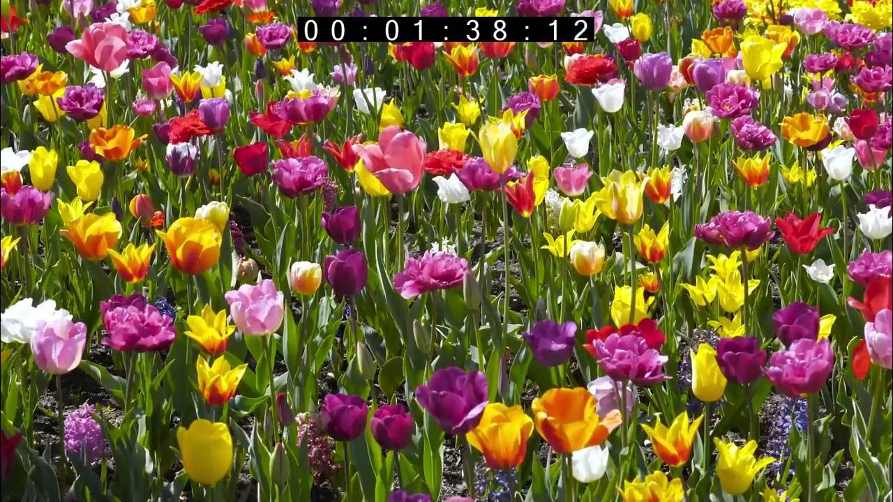 Practice Score "Flowers In Spring." - YouTube