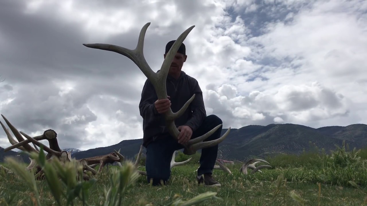 Did You Know Deer And Elk Antlers Fall Off Every Year YouTube Did You Know Deer And Elk Antlers Fall Off Every Year YouTube