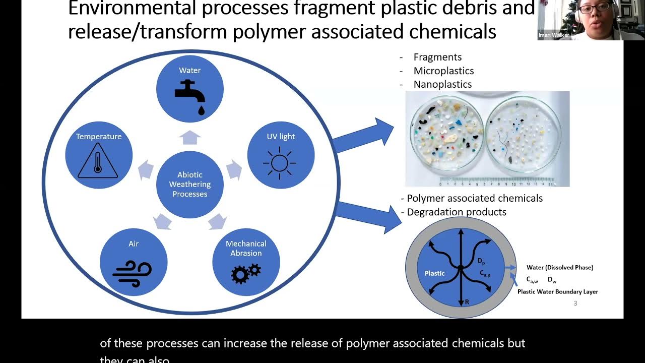 Potential Endocrine Disrupting Effects Of Microplastics In Human