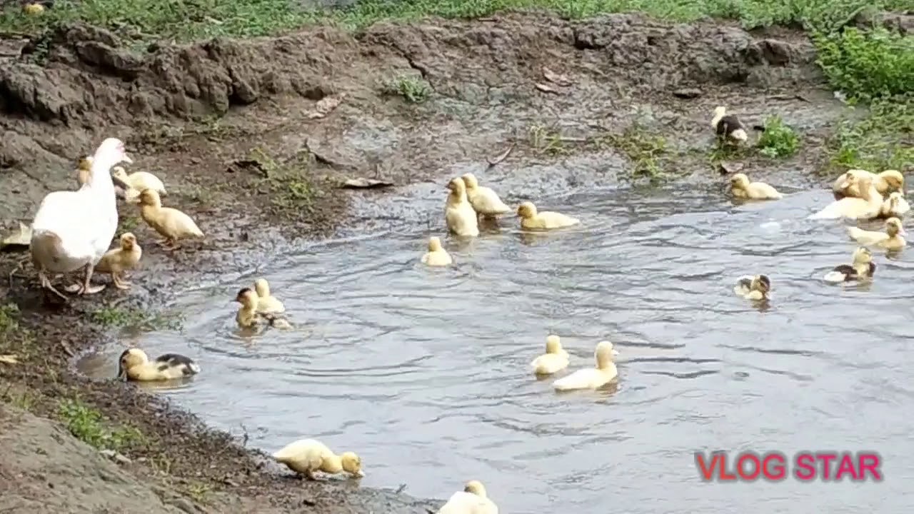 linisan at lagyan ng tobig ang pool ng mga bibe - YouTube