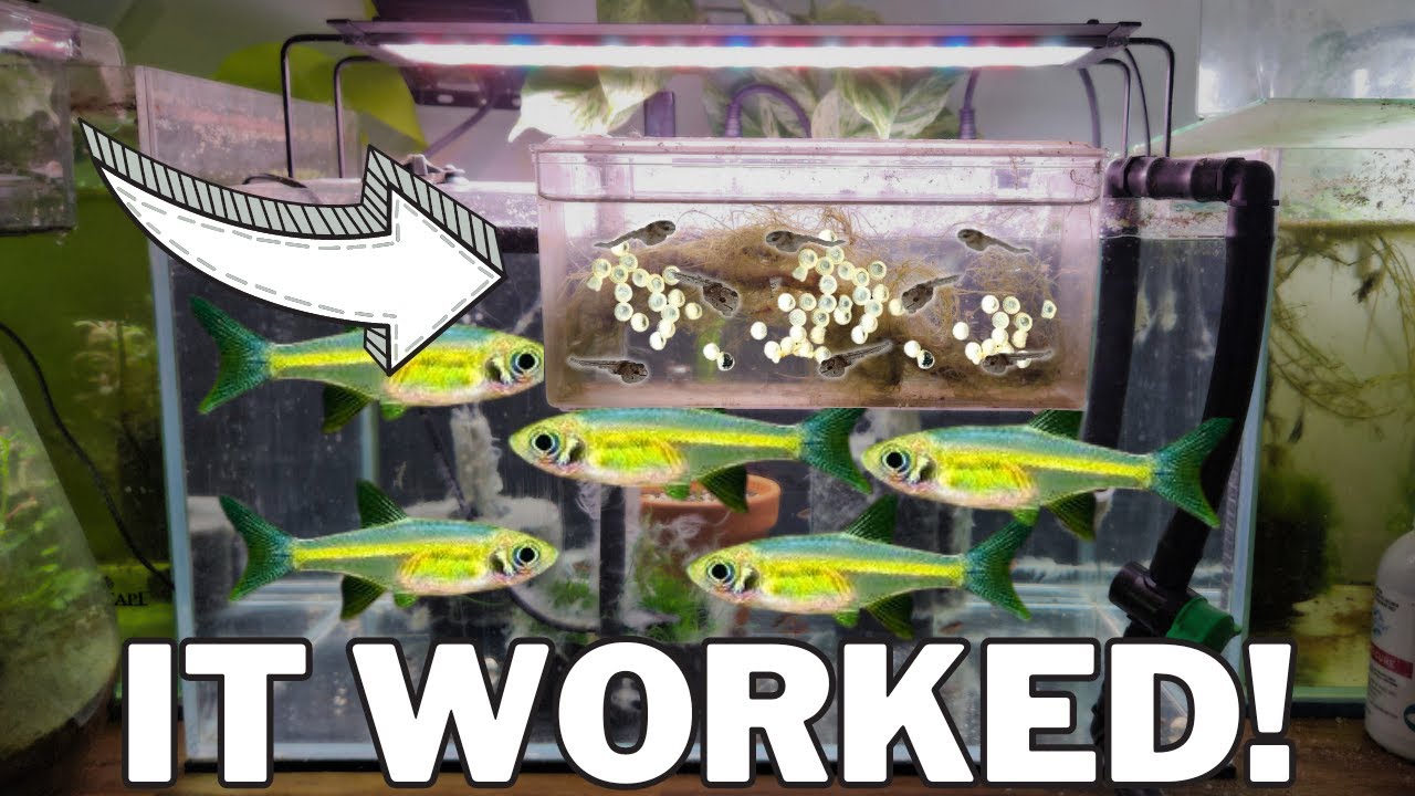 How I Bred 100's of NEON Green Rasboras - Kubotai Rasbora Care ...