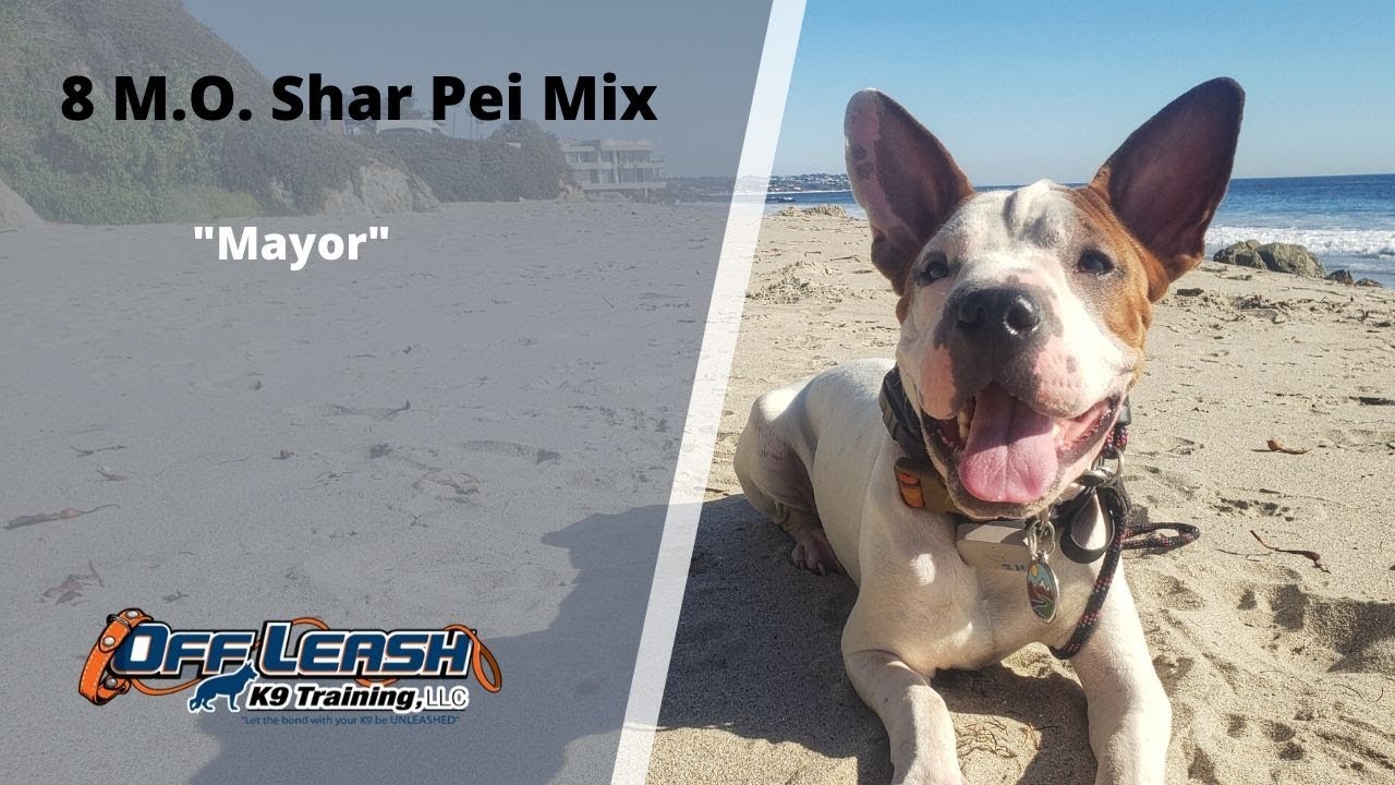 SHAR PEI MIX / DOG TRAINING - YouTube