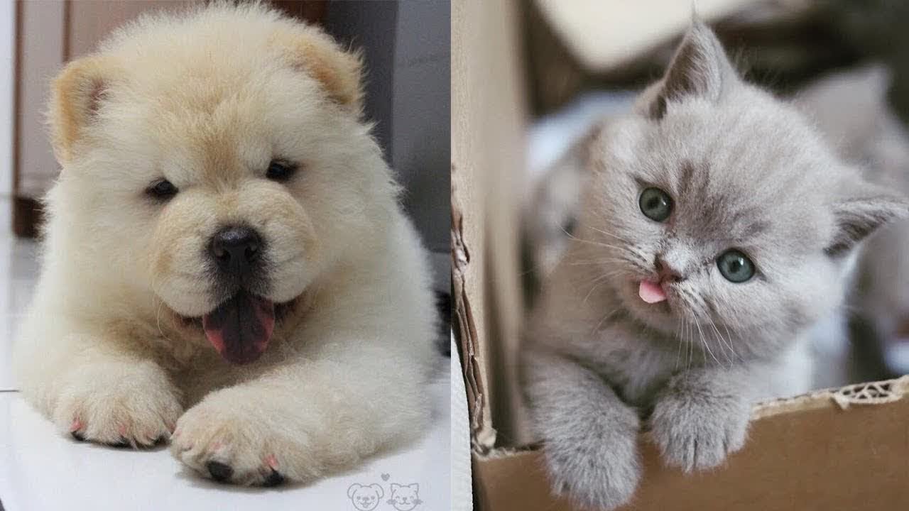 💗Aww - Funny and Cute Animals Compilation 2019💗 #16 - CuteVN - YouTube
