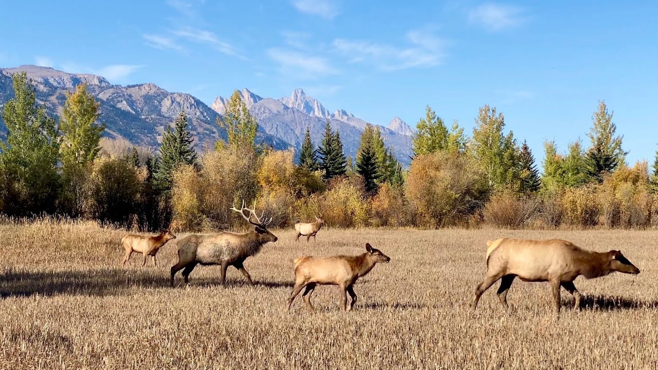 Elk Lounge in Paradise - YouTube