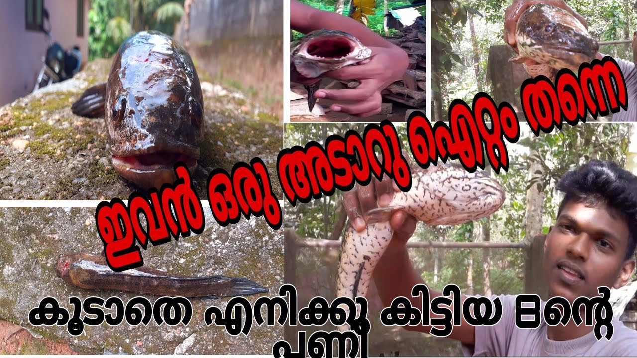 MY FIRST VIDEO/FISH CUTTING /ഇവൻ ആളു പുലിയാണ് / J 4 JITH VLOGZZ / Vlog ...