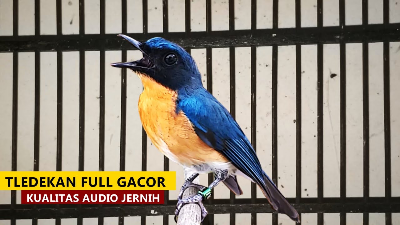 Suara Burung Sulingan Gunung Jantan GACOR NGEROLL ‼️ Masteran Tledekan ...