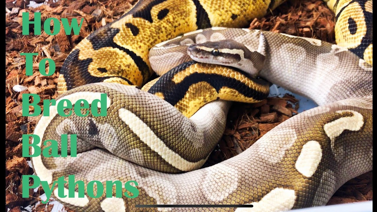 How To Breed Ball Pythons The Uc Way Youtube