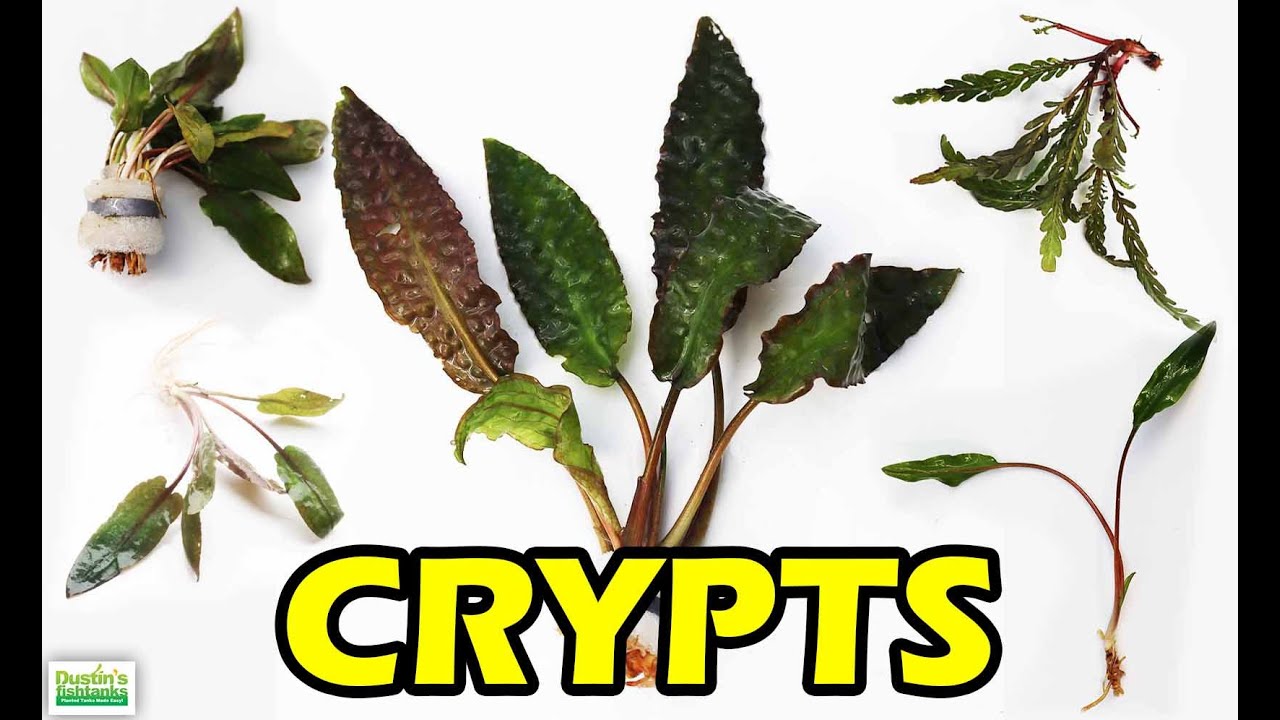 HOW TO KEEP CRYPTS in the planted tank. crypt wendtii bronze - YouTube