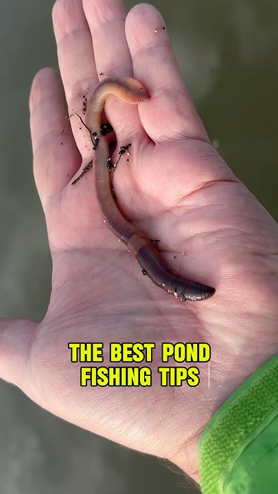 POND Fishing Tips And BANK Fishing Rigs!! 🎣 #shorts #fishing - YouTube